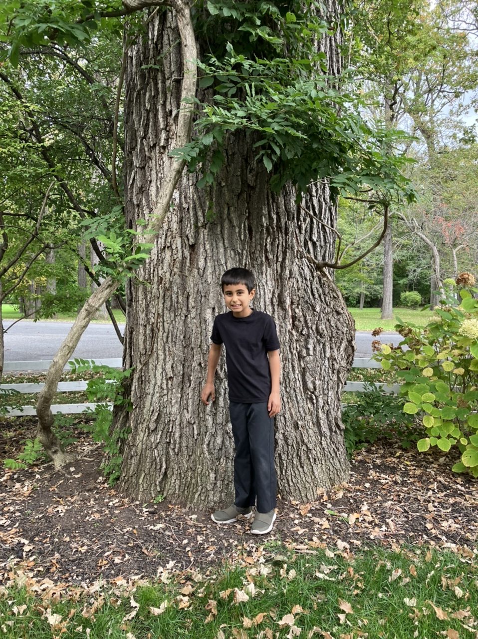 2022 Great Tree Hunt Winners – Niskayuna Tree Council