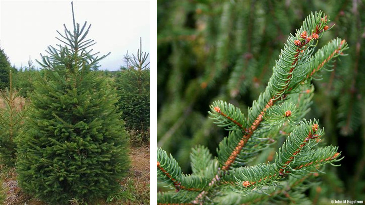 2024 Arbor Day Tree List – Niskayuna Tree Council